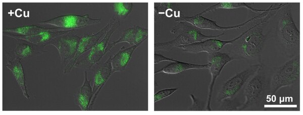 BioTracker Green Copper Live Cell Dye | SCT041